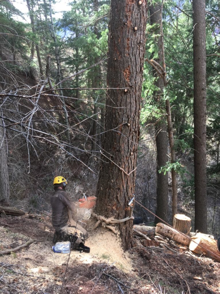 Forest Management Services | Aspen Tree Service
