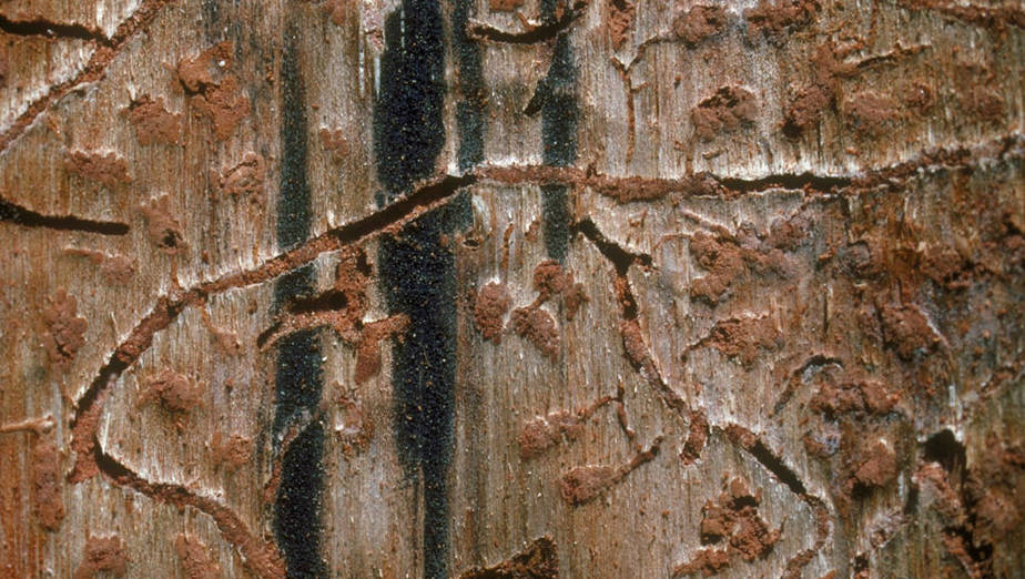 Prevent Infestation by Ips and Fir Beetles - Aspen Tree Service