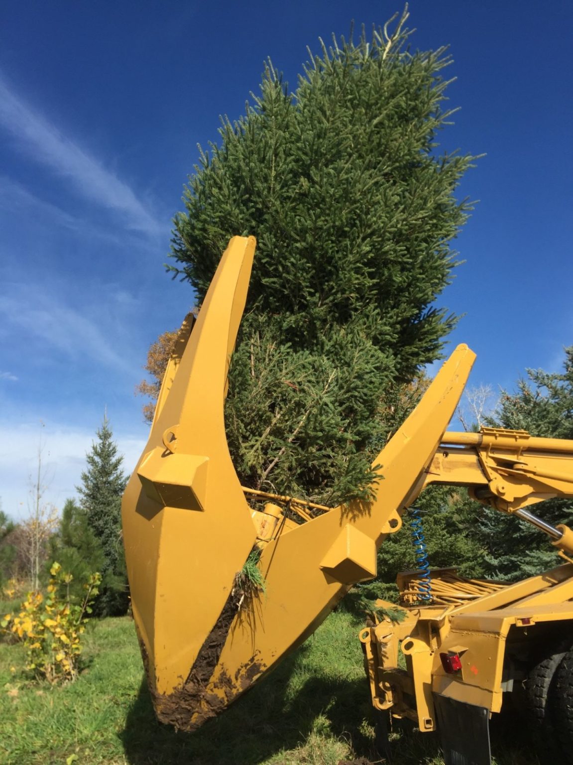 Portfolio - Aspen Tree Service