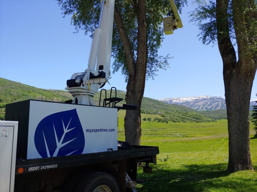 Portfolio - Aspen Tree Service
